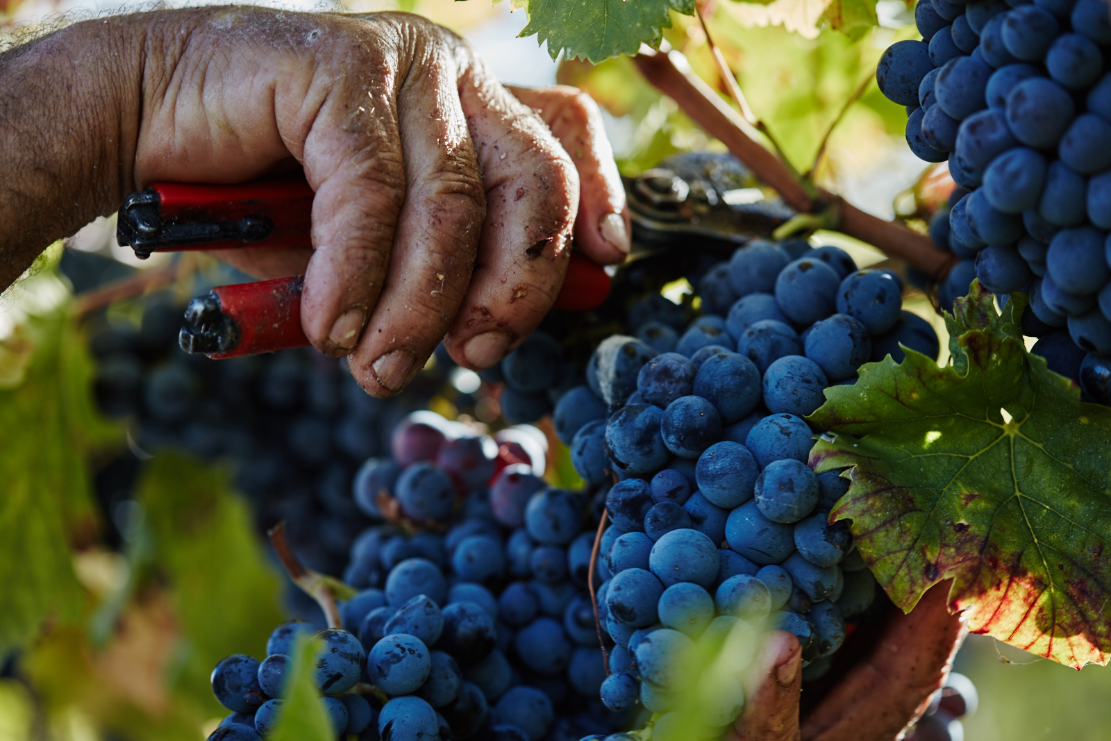 UMBERTO CESARI CELEBRATES 60TH GRAPE HARVEST - Umberto Cesari